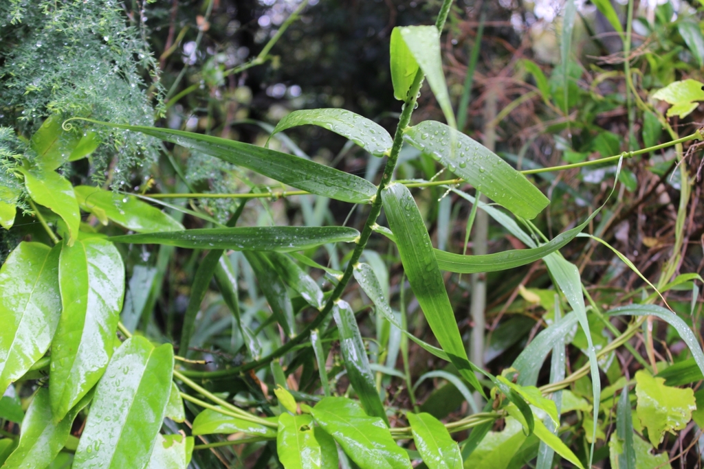 Indian Bushcane from Totten St at Hargreaves Street, Bundaberg South ...
