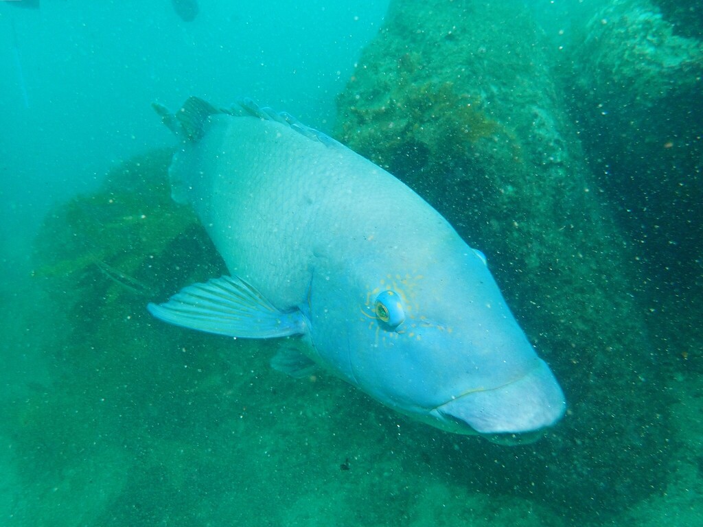 Eastern Blue Groper from Cabbage Tree Bay on January 1, 2024 at 07:00 ...