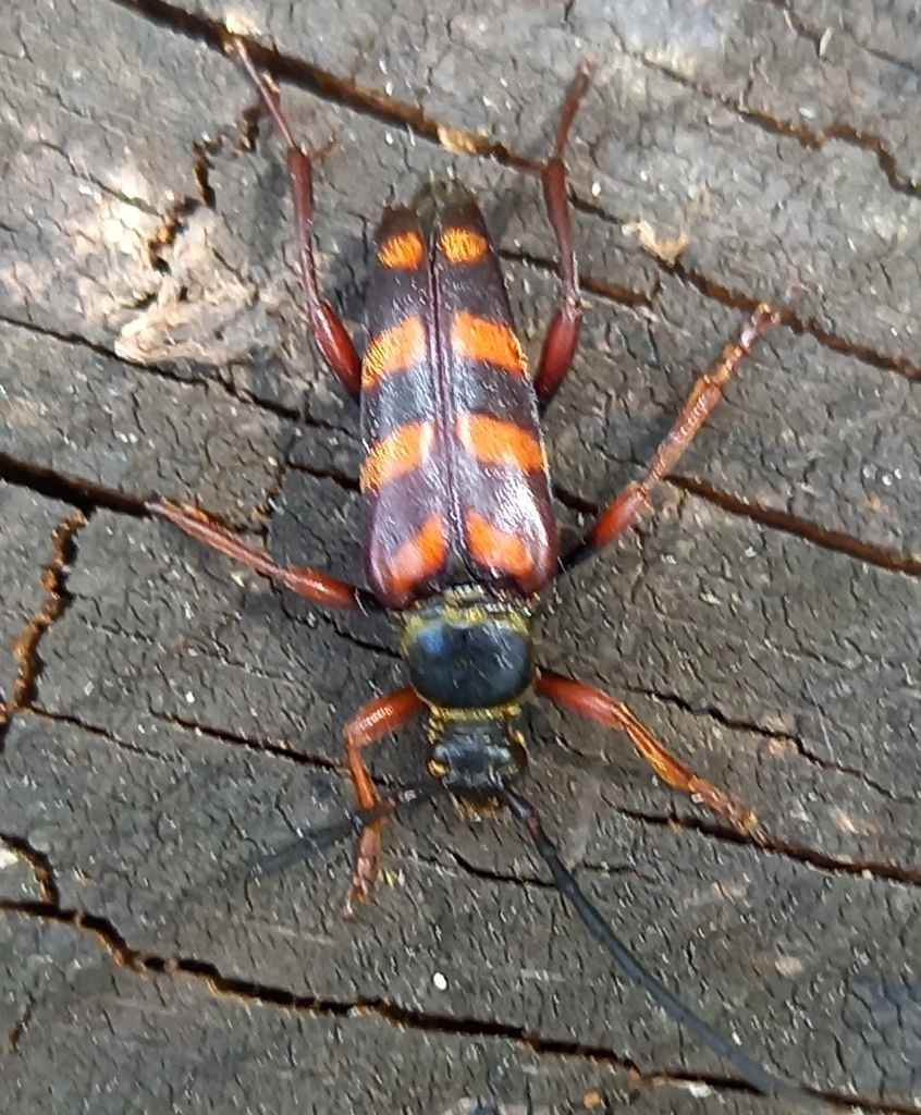 hornet beetle from 63856 Bessenbach, Deutschland on July 16, 2022 at 03 ...