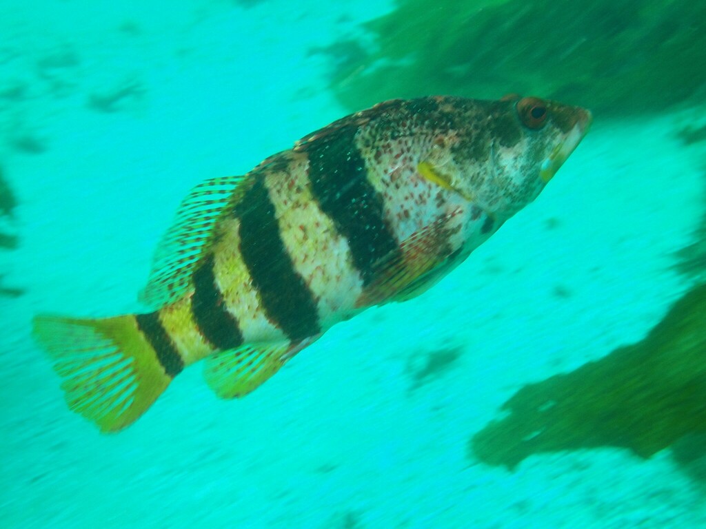 Banded Seaperch from Cabbage Tree Bay on January 1, 2024 at 07:33 AM by ...
