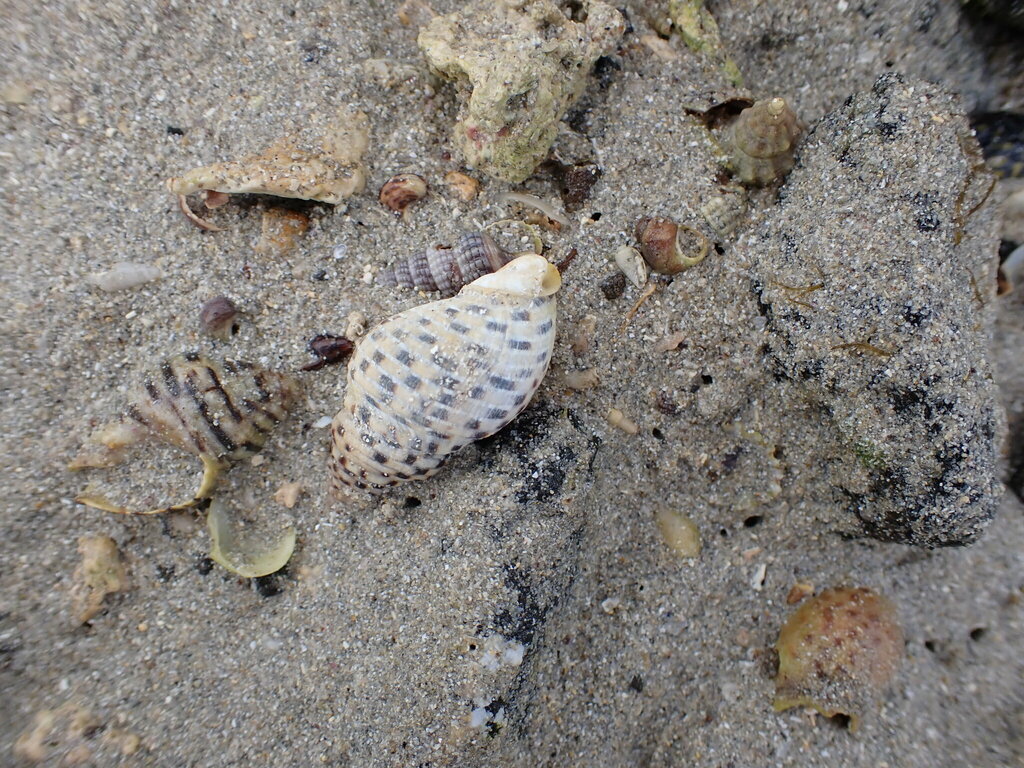 Lineated cominella from Port Fairy VIC 3284, Australia on December 28 ...