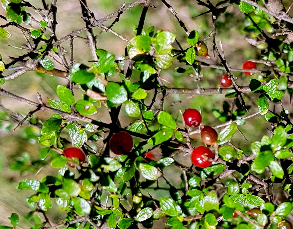 Prickly Currant-Bush from Kanimbla NSW 2790, Australia on December 28 ...