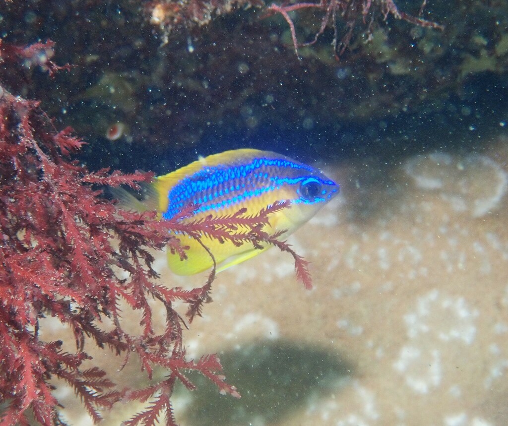 Immaculate Damsel from Cabbage Tree Bay on January 1, 2024 at 07:44 AM ...