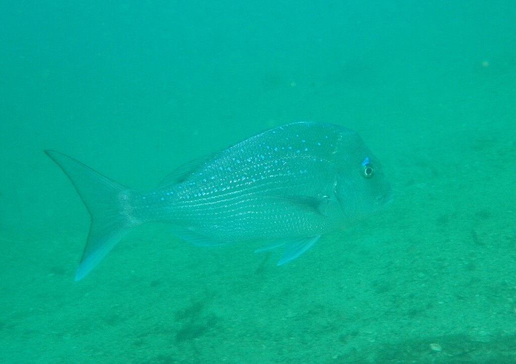 Australasian Snapper from Cabbage Tree Bay on January 1, 2024 at 08:26 ...