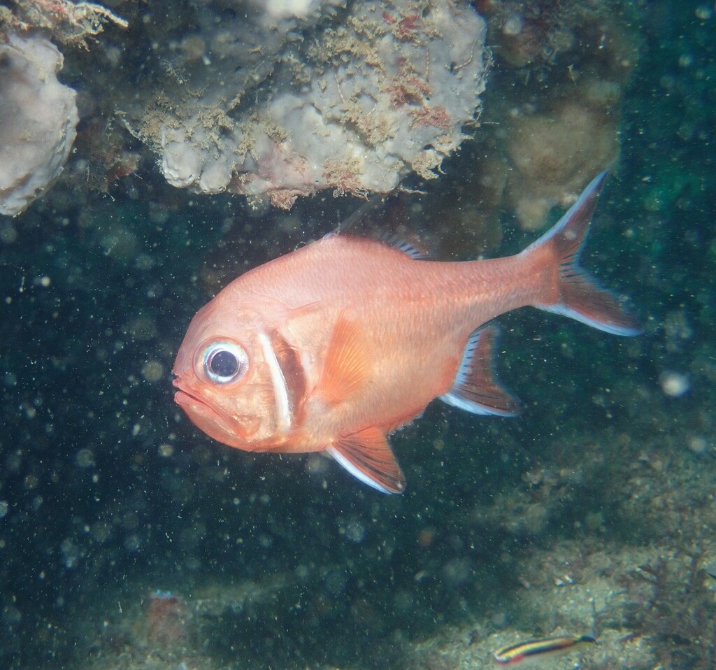 Southern Roughy from Northern Beaches Council, NSW, Australia on ...