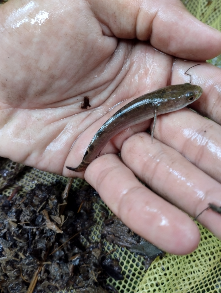 Black Snakehead from Taman Bukit Subang, Shah Alam, Selangor, Malaysia ...