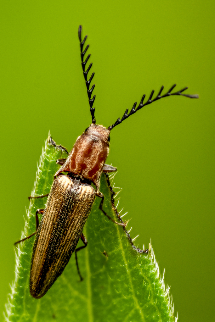 Click Beetles from Melbourne VIC, Australia on December 30, 2023 at 02: ...