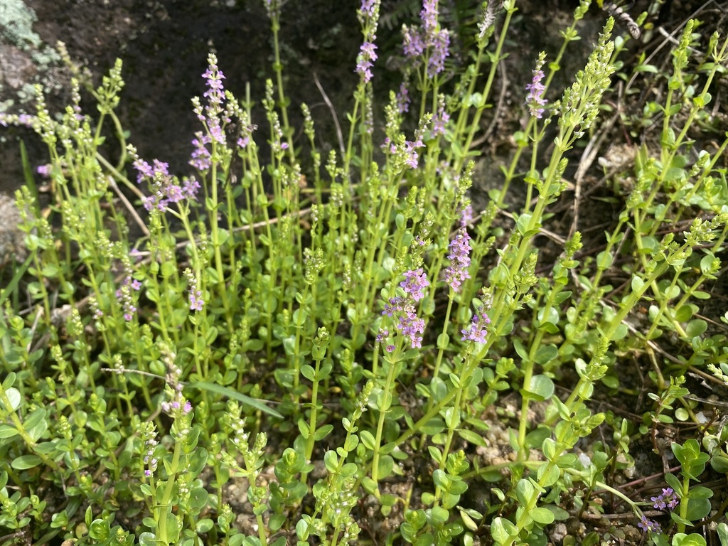 roundleaf toothcup from 中国福建省厦门市同安区 on April 2, 2023 at 09:49 AM by ...