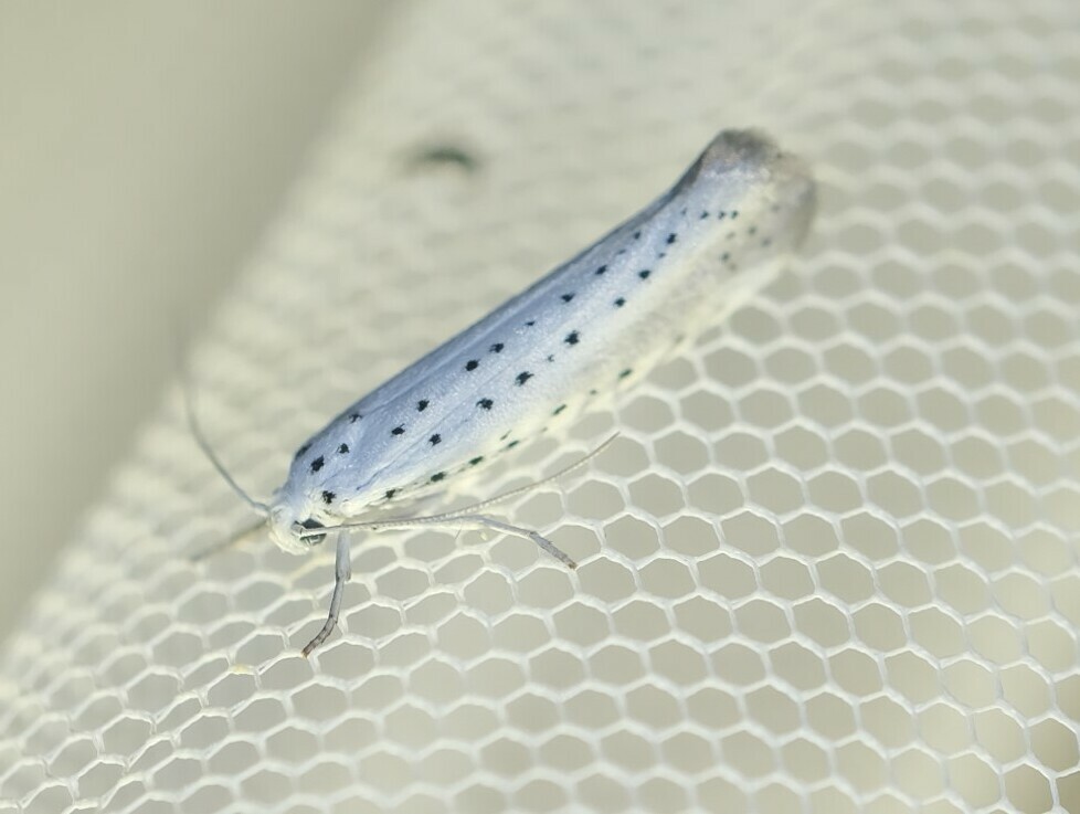 Willow Ermine from Lindhorst, Deutschland on July 19, 2022 at 12:18 AM ...