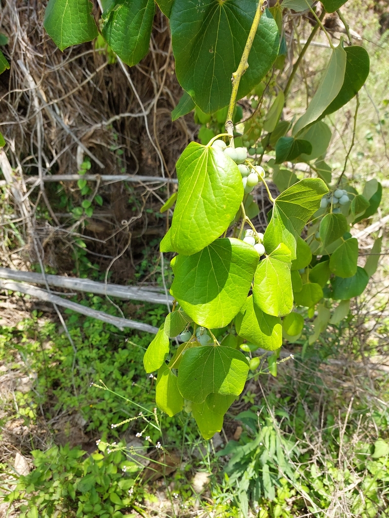 Big-Leaf Vine from Laceys Creek QLD 4521, Australia on December 1, 2023 ...