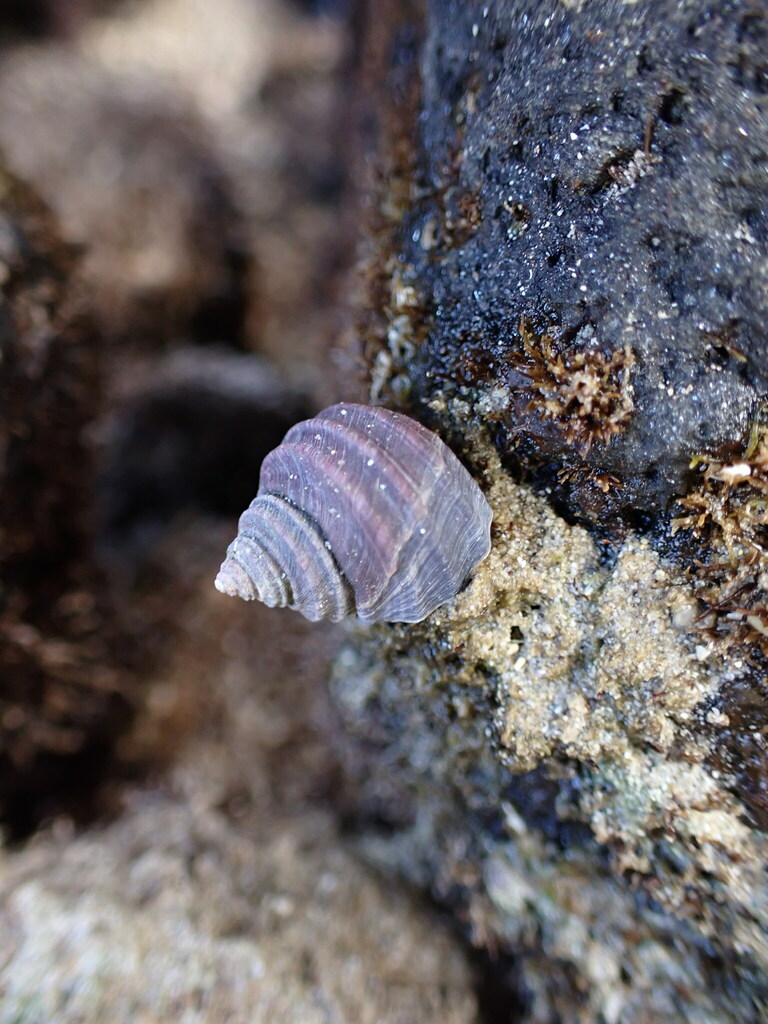 Southern ribbed top snail from Moyne - South, Victoria, Australia on ...