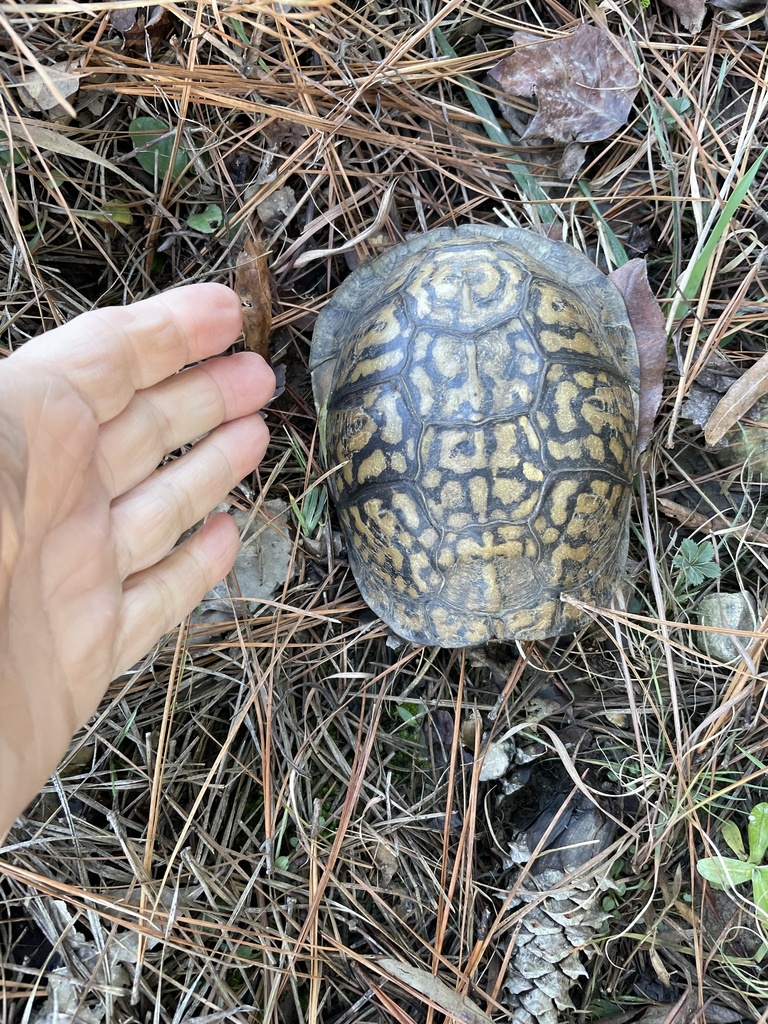 Eastern Box Turtle in December 2023 by Becky Dill. Roadside ditch ...