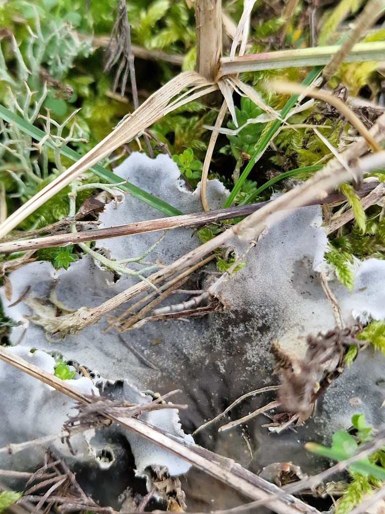 dog pelt lichen from Climping Beach (SSSI) Climping, Littlehampton BN17 ...
