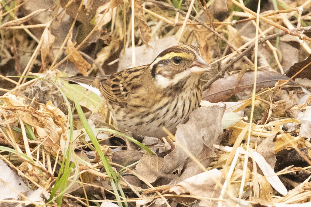 Yellow-browed Bunting from 中国浙江省杭州市西湖区 on December 30, 2023 at 10:34 AM ...