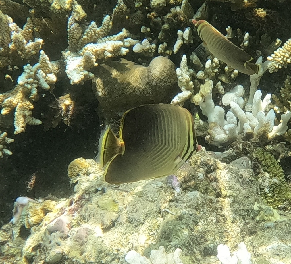 Eastern Triangle Butterflyfish from Teluk Paloppalakaya, South Sulawesi ...