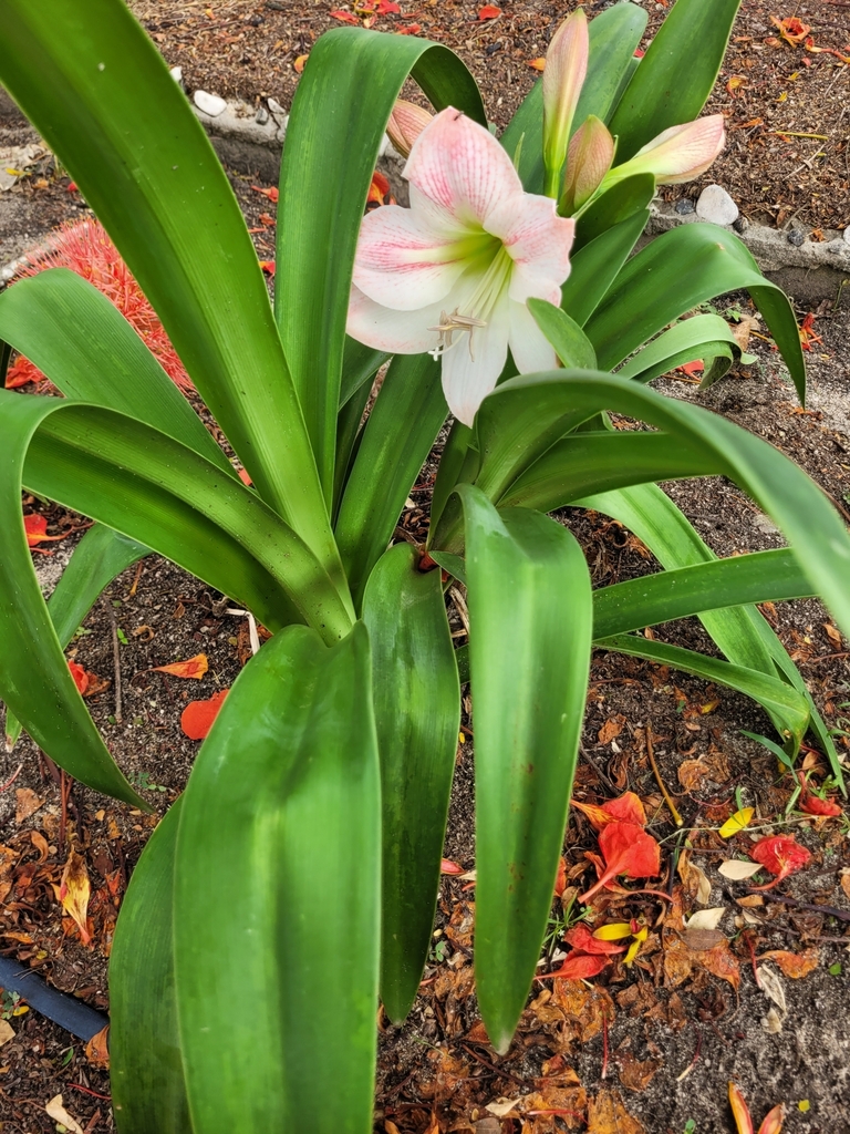 Hippeastrum hybridum from Ibirapuã, BR-BA, BR on January 1, 2024 at 09: ...