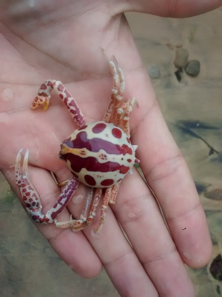 Mottled Purse Crab from Trilha de ligação entre a Praia da Enseada e a ...