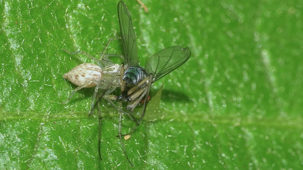 Grass lynx spiders from Orlim, Goa, India on December 17, 2023 at 09:19 ...