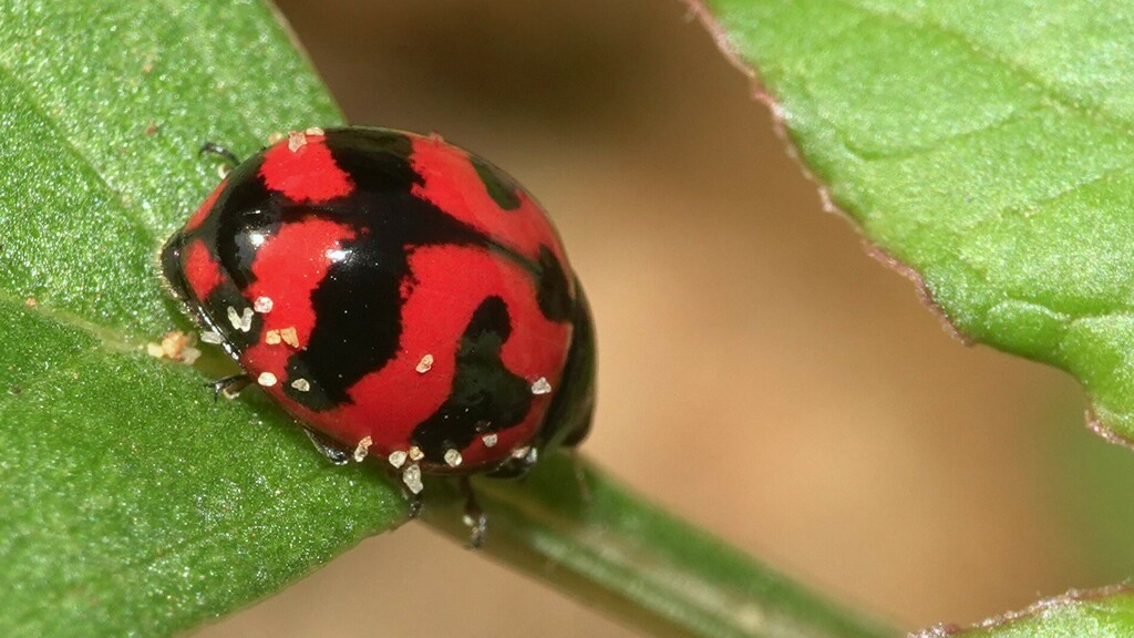 Small Transverse Ladybird Beetle from Orlim, Goa, India on December 17 ...