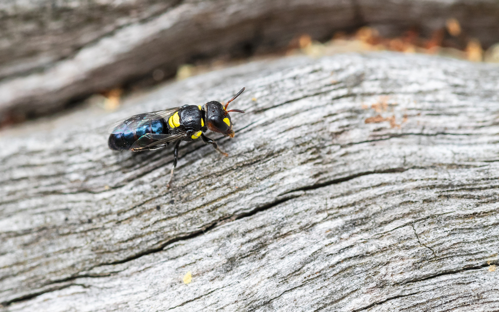 Hylaeus ruficeps kalamundae from Adelaide SA, Australia on January 1 ...