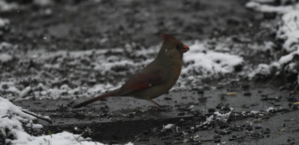 Eastern Cardinal from Norton, WV 26285, USA on January 1, 2024 at 08:20 ...