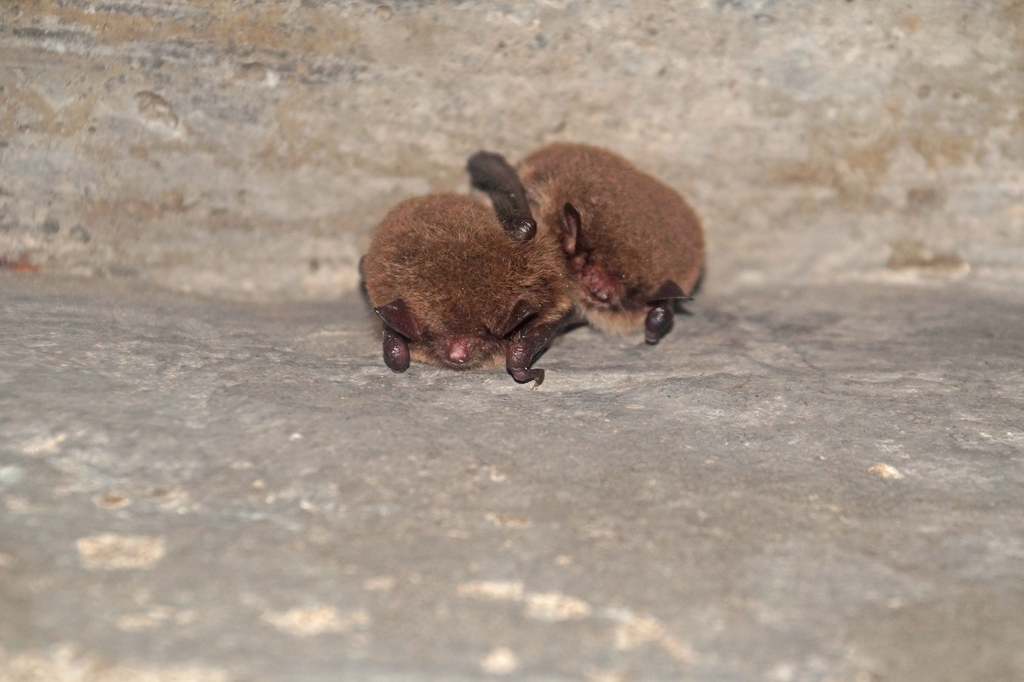 Daubenton's bat in January 2024 by stepdi · iNaturalist