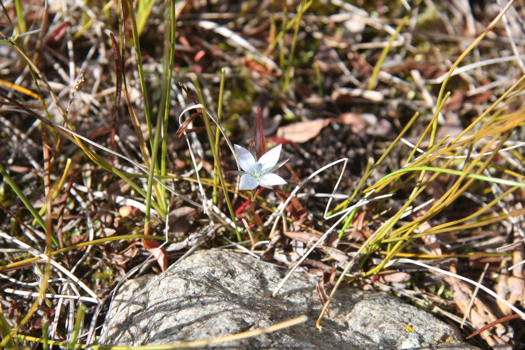 Marsh Felwort from Summit County, CO, USA on September 18, 2011 at 10: ...