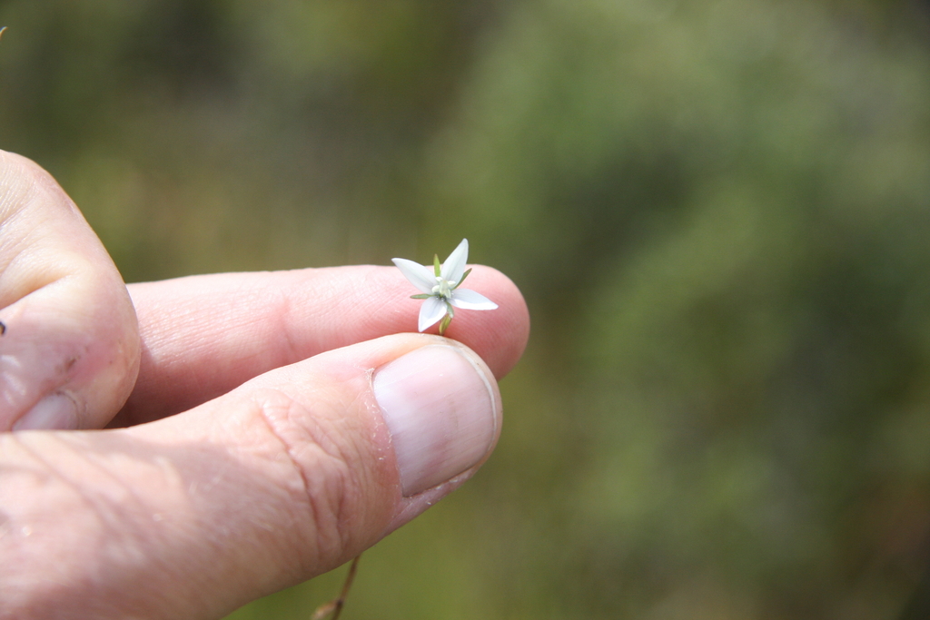 Marsh Felwort from Park County, CO, USA on September 8, 2011 at 12:53 ...