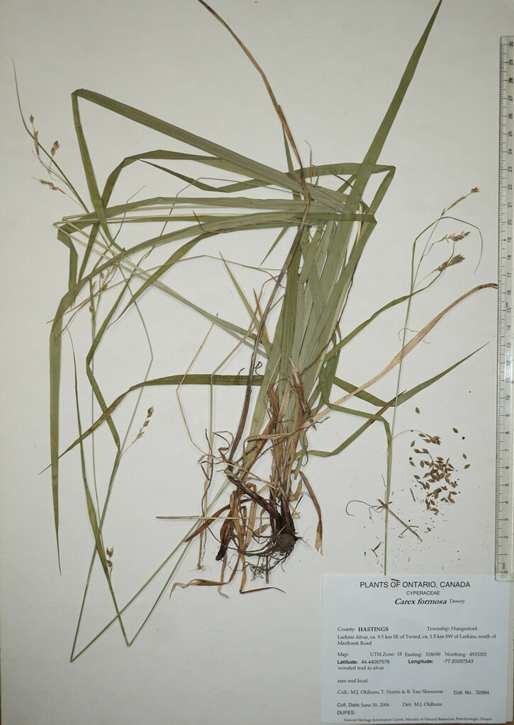 handsome sedge from Canada, Ontario, HASTINGS County, Larkins Alvar, ca ...