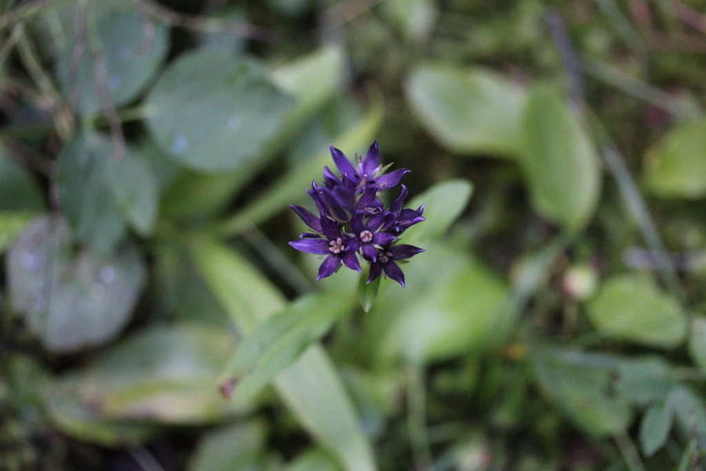 felwort from Park County, CO, USA on August 25, 2017 at 06:51 PM by ...