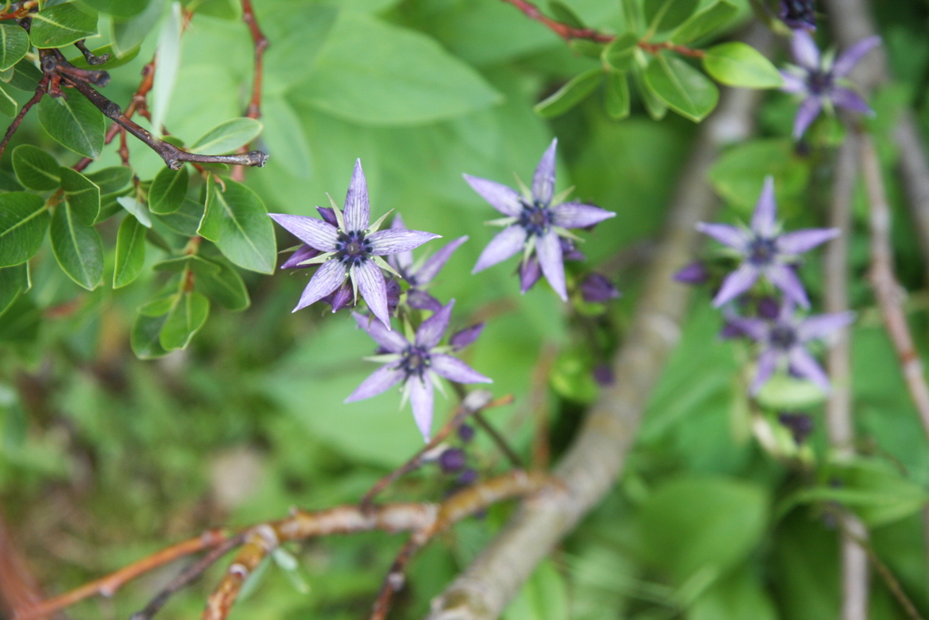 felwort from Fremont County, CO, USA on August 2, 2011 at 12:35 AM by ...