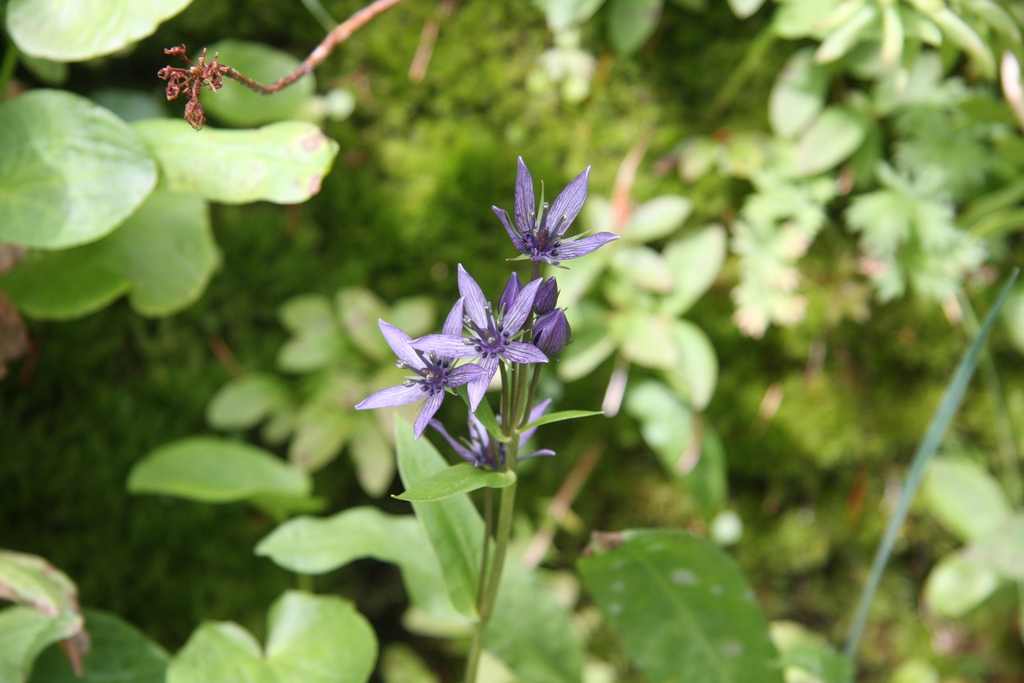 felwort from Boulder County, CO, USA on September 11, 2011 at 09:45 PM ...