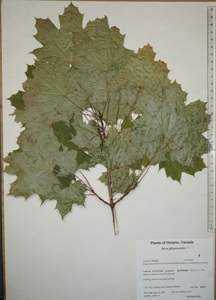 Norway maple from Canada, Ontario, ESSEX County, Pelee Island, Fish ...