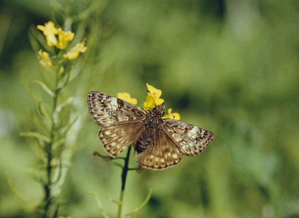 Juvenal's Duskywing from Shenandoah National Park, Virginia, USA on May 13, 1998 by Wolf-Achim ...