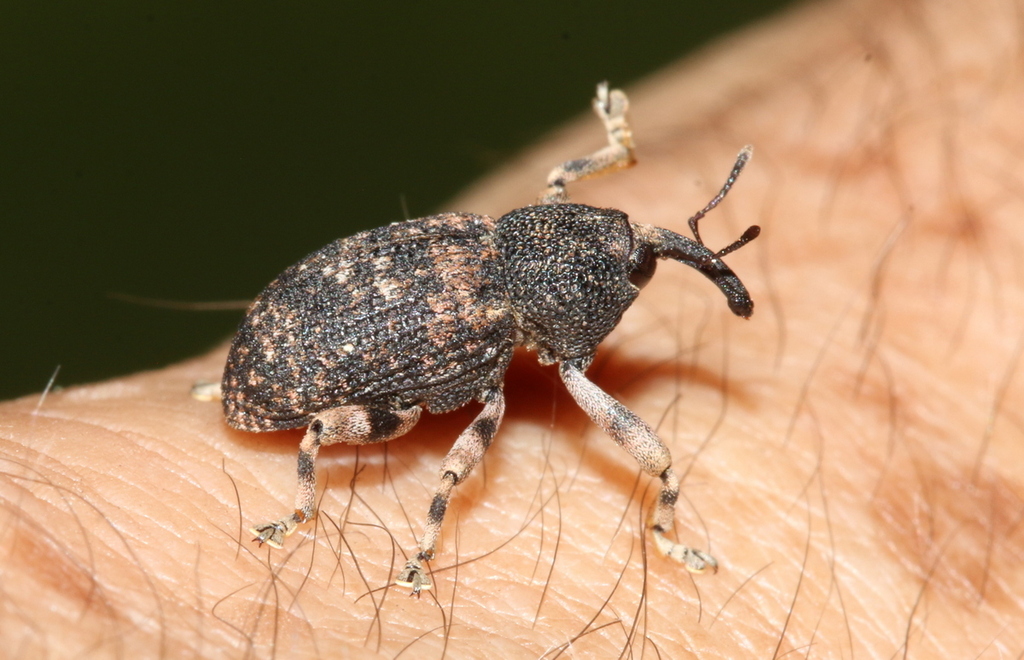 Lesser Aloe Weevil from Moregloed, Pretoria, 0186, South Africa on ...