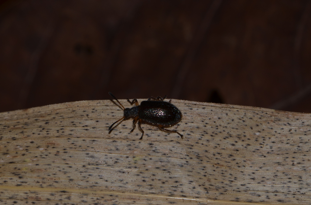 Long-jointed Beetles from Cape Tribulation QLD 4873, Australia on July ...