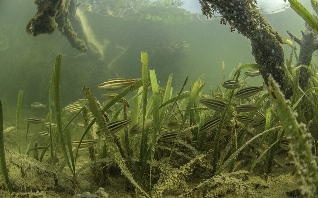 Turtle Grass from Banco Chinchorro, Quintana Roo, México on May 22 ...