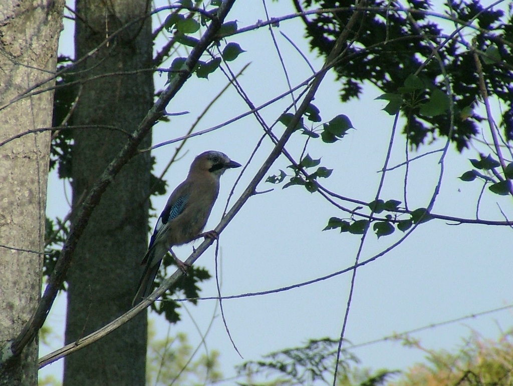 Eurasian Jay from Cáceres, España on July 9, 2006 at 06:17 PM by ...