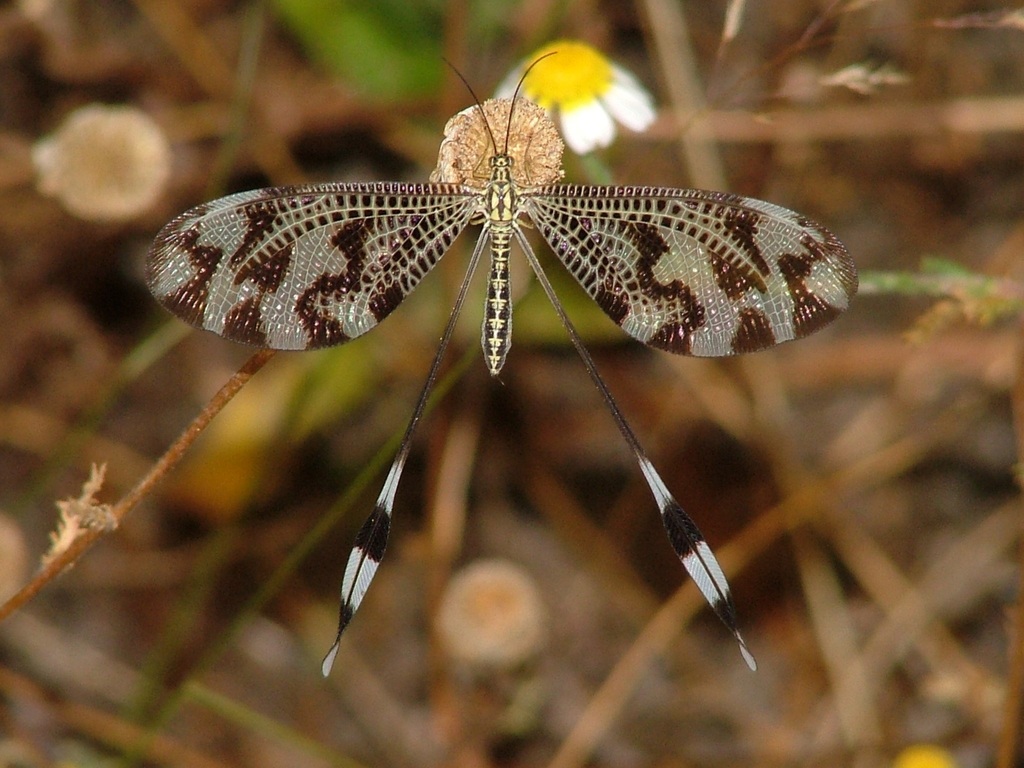 Two-winged Spoonwing from Cáceres, España on July 7, 2006 at 10:04 PM ...