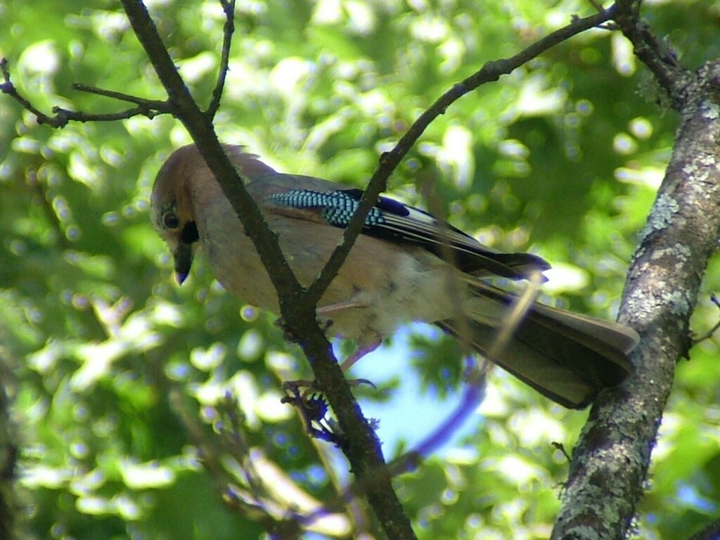 Eurasian Jay from Cáceres, España on July 8, 2007 at 11:27 AM by ...