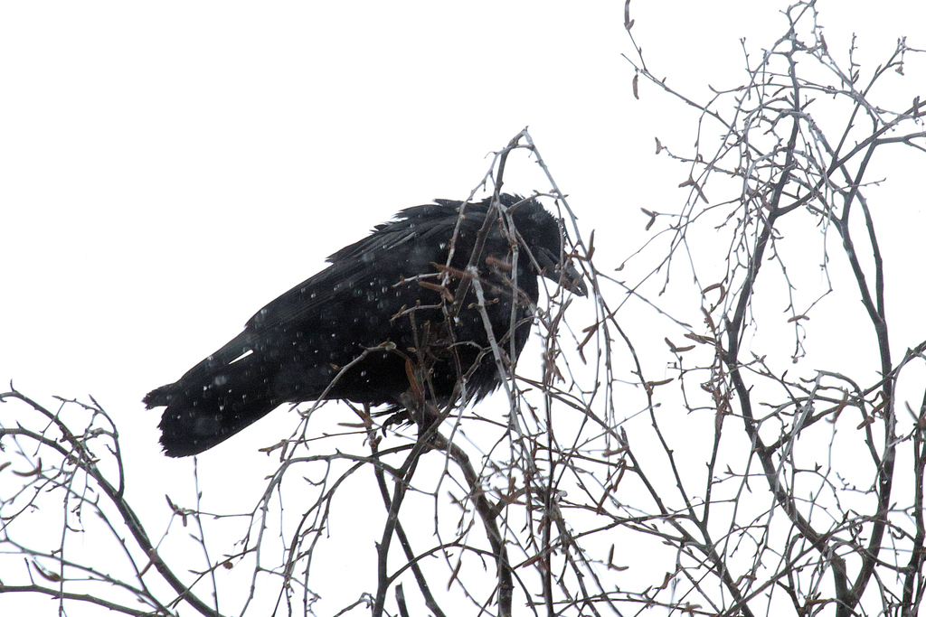 Rook in December 2023 by Светлана Стрижова · iNaturalist
