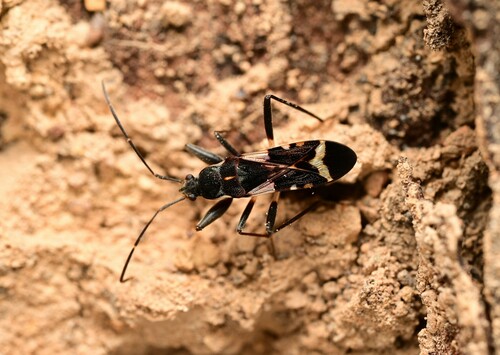 Genus Uzza · iNaturalist