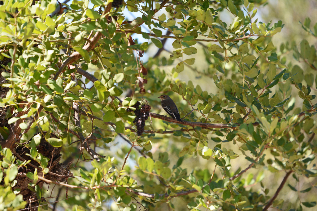European Pied Flycatcher from 8800 Tavira, Portugal on September 29 ...