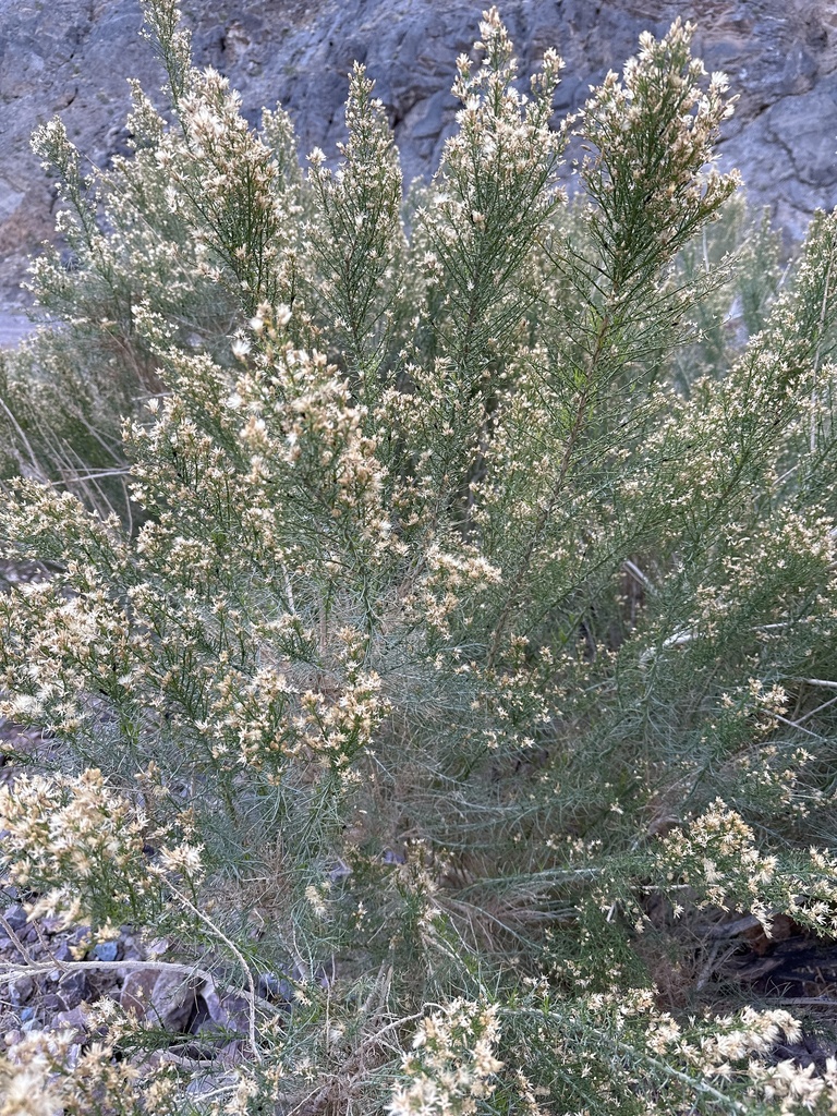 Black-banded Rabbitbrush from Death Valley National Park, Inyo County ...