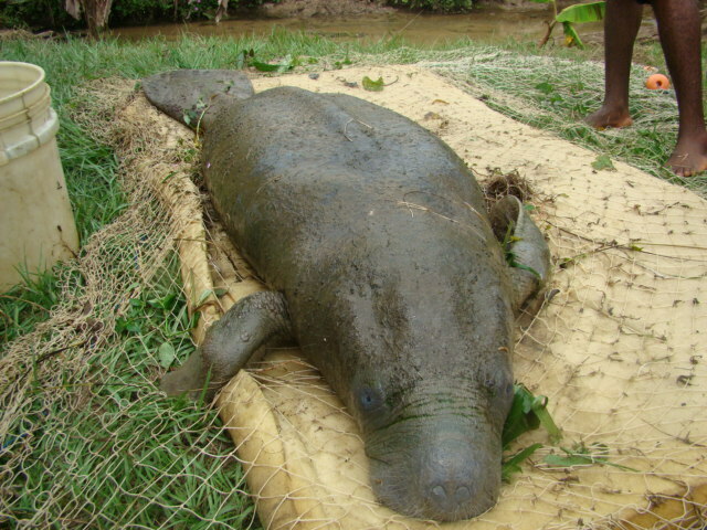 African Manatee in November 2008 by Edem Archibong Eniang · iNaturalist
