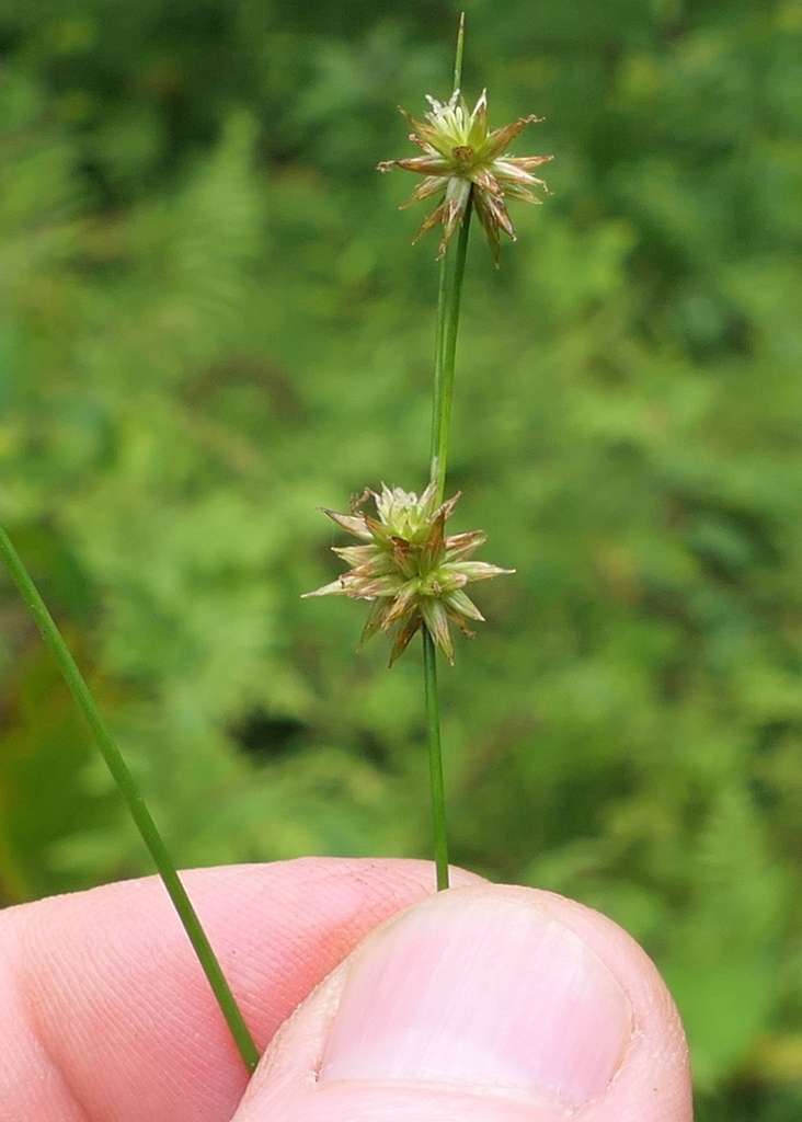Knotted Rush from Salisbury, CT, USA on July 27, 2023 at 12:25 PM by ...