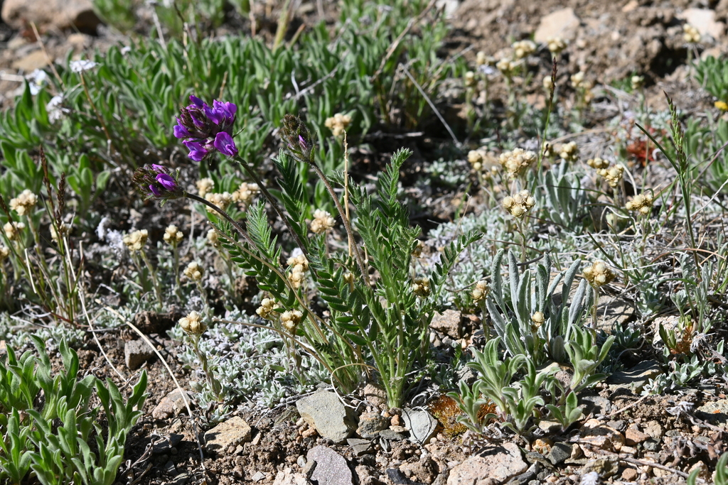 Sticky Locoweed from Park County, CO, USA on July 14, 2023 at 09:56 AM ...