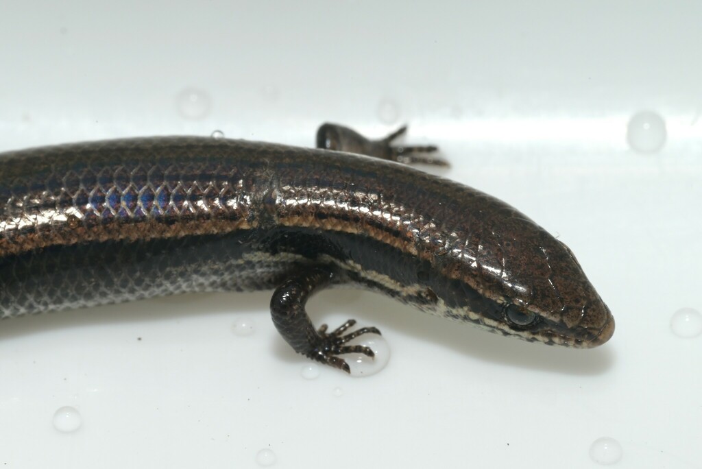 Wahlberg's Snake-eyed Skink from Suma region, Tanzania on November 13 ...