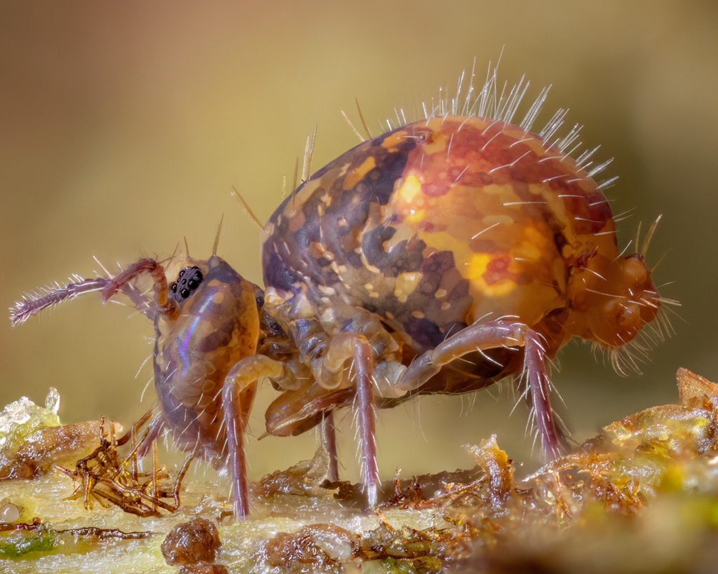 Ptenothrix in April 2023 by mrmacro. 2.3mm · iNaturalist