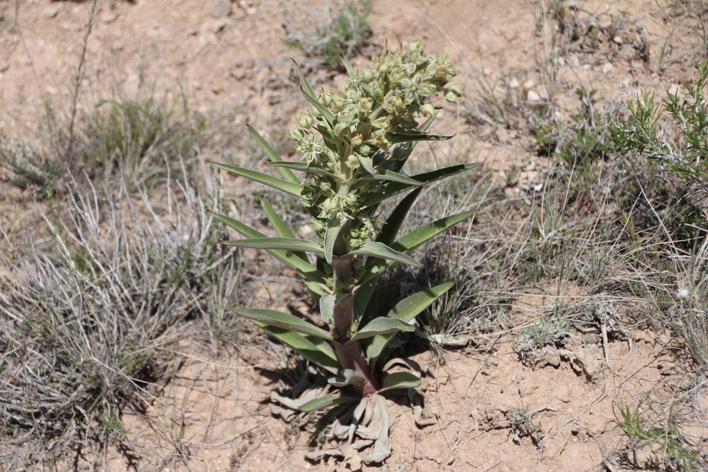 monument plant from Grand County, CO, USA on June 3, 2017 at 02:44 PM ...